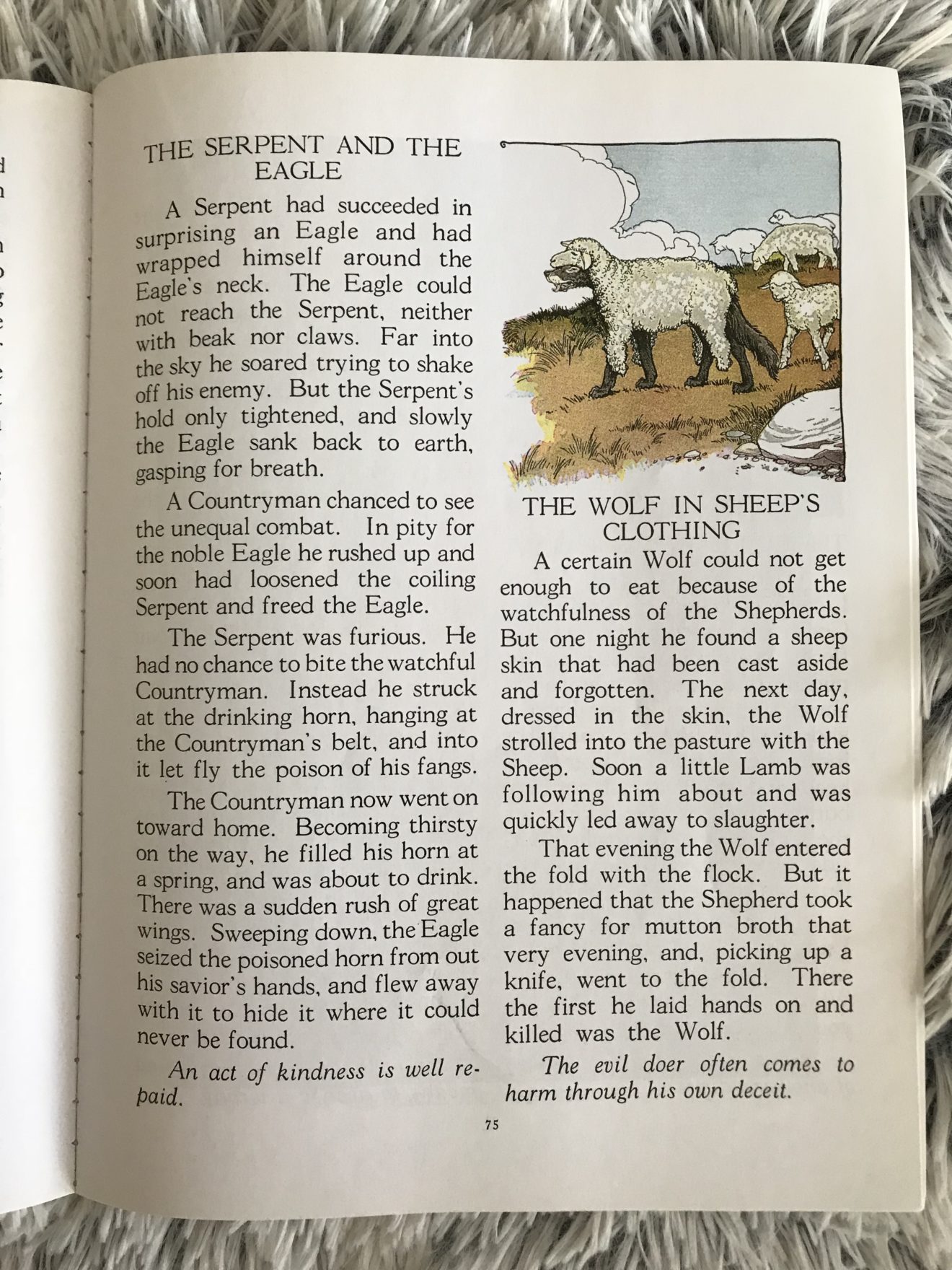 “THE WOLF IN SHEEP’S CLOTHING” – Chrysanthemum Stories
